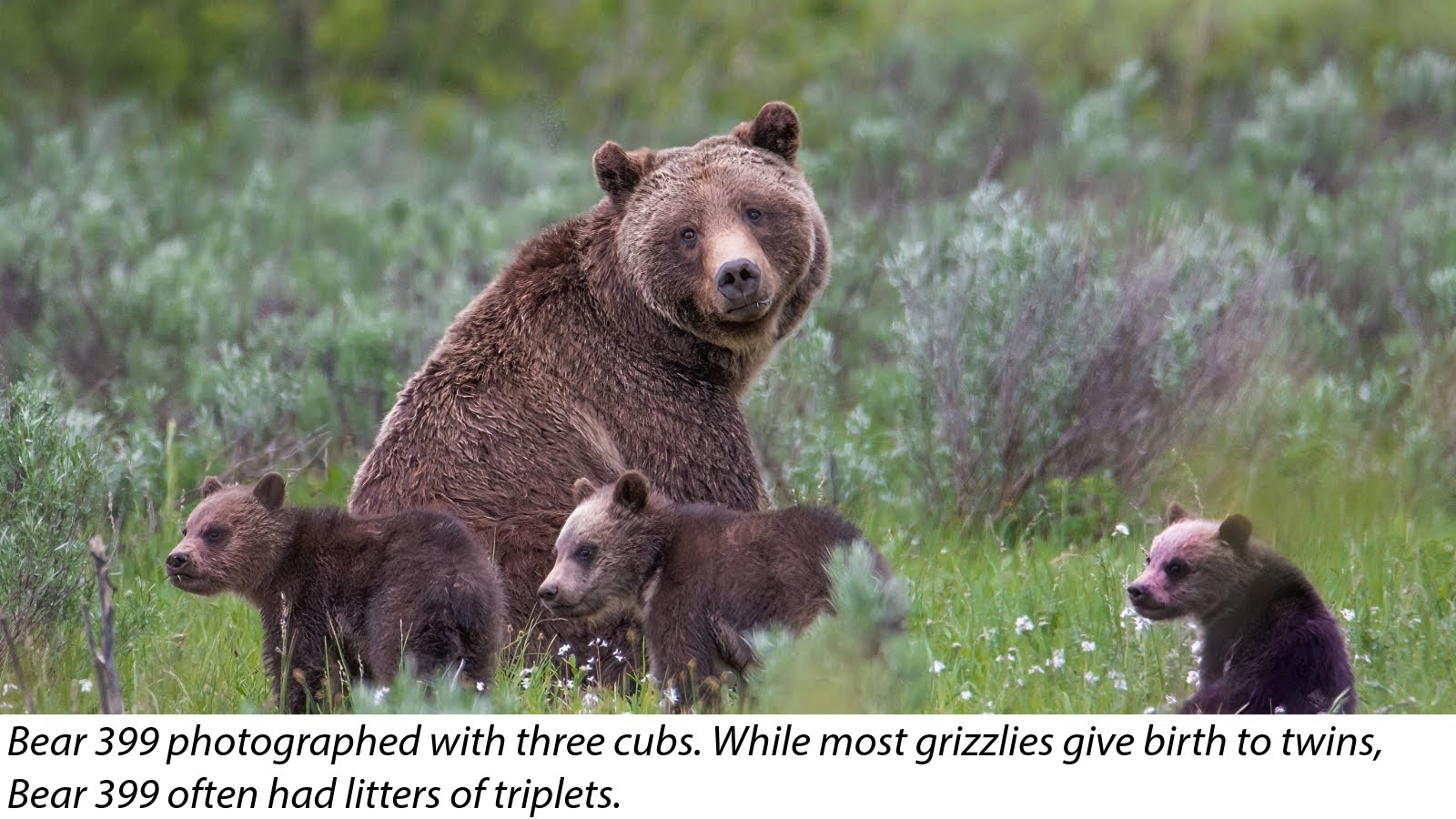“Queen of the Tetons:” Remembering Bear 399