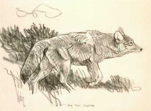 THE MIWOK CREATION MYTH