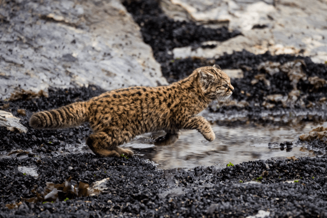 Meet the Güiña: The Tiny Wild Cat of Southern Chile