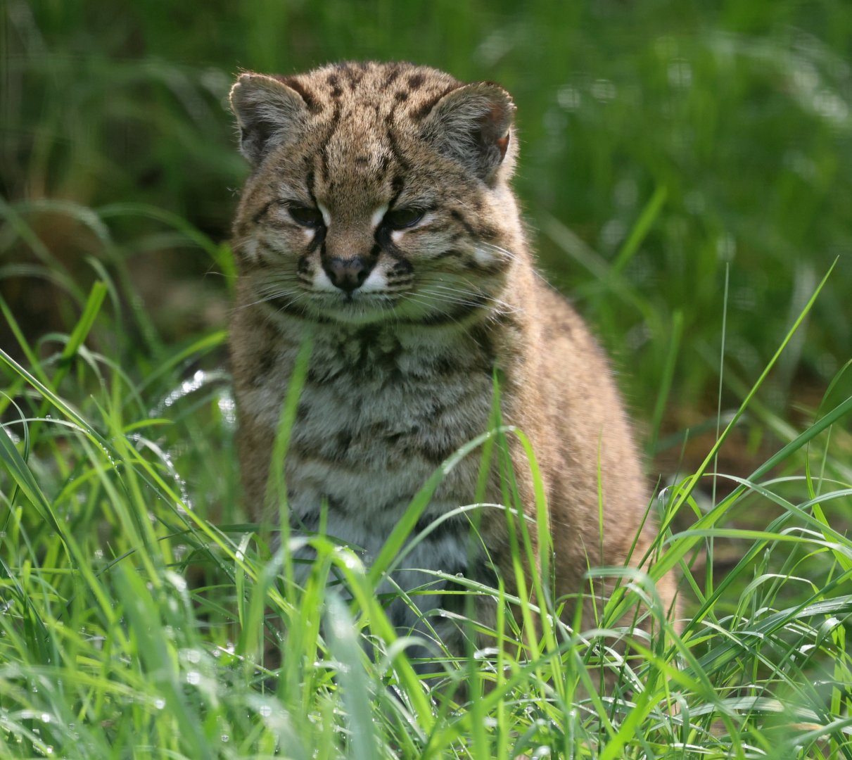 Meet the Güiña: The Tiny Wild Cat of Southern Chile